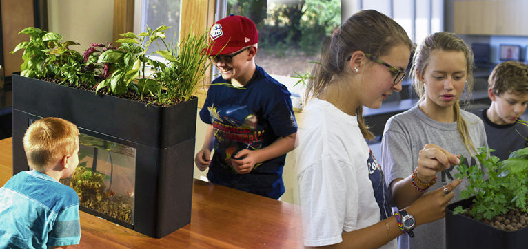 Aquaponics in the Classroom – AquaSprouts