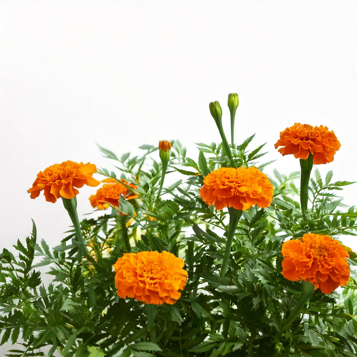 Marigold Seeds, Petite Mix – AquaSprouts