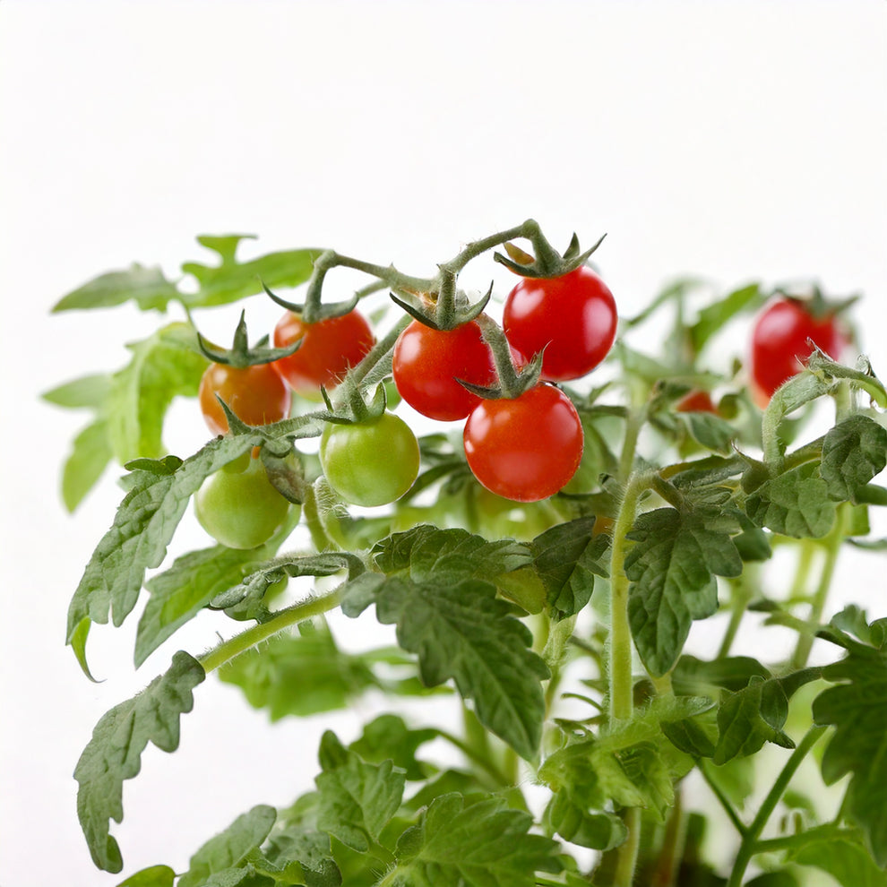 Micro Tom Tomato Seeds – AquaSprouts