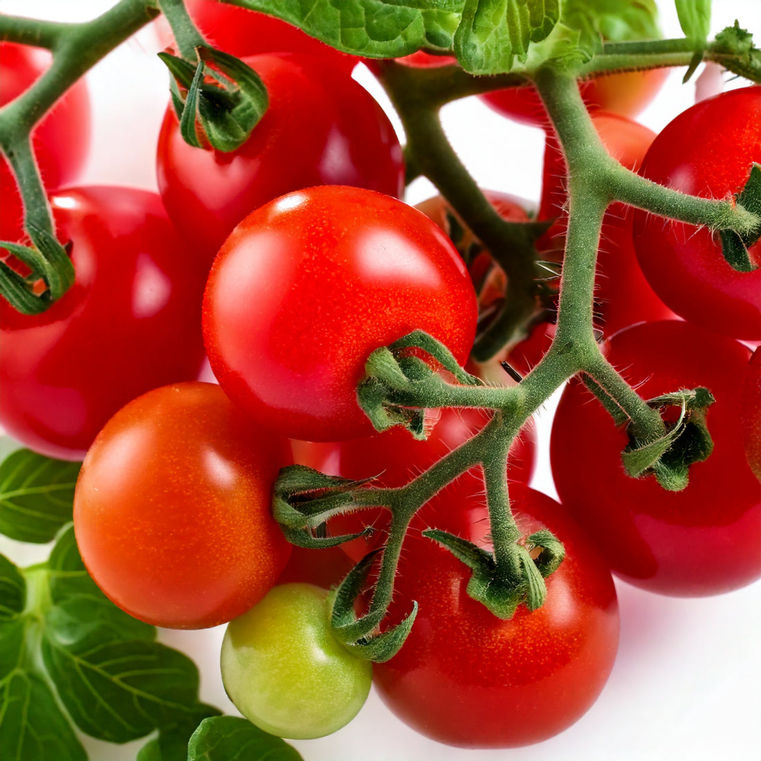Red Robin Tomato Seeds – AquaSprouts