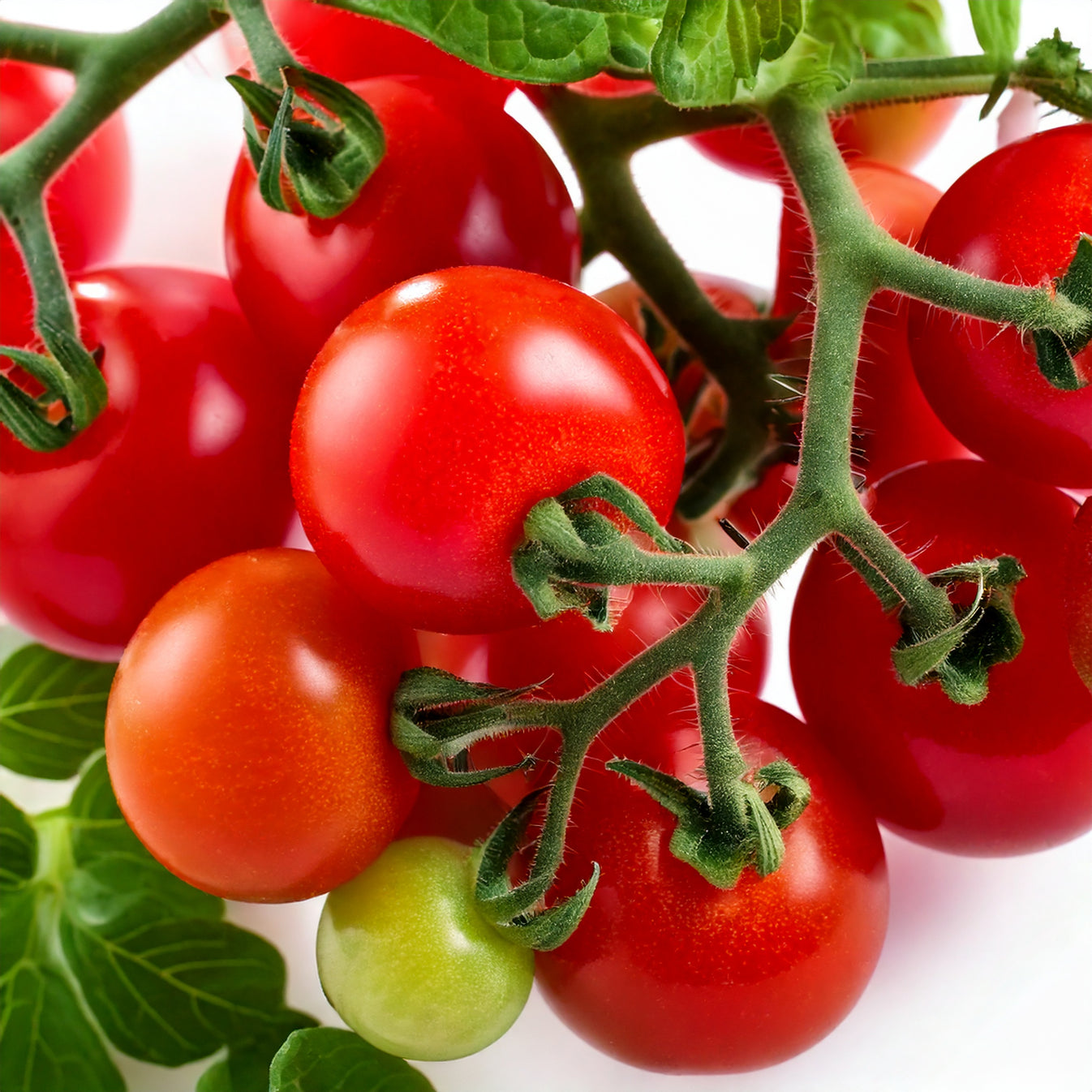 Red Robin Tomato Seeds – AquaSprouts